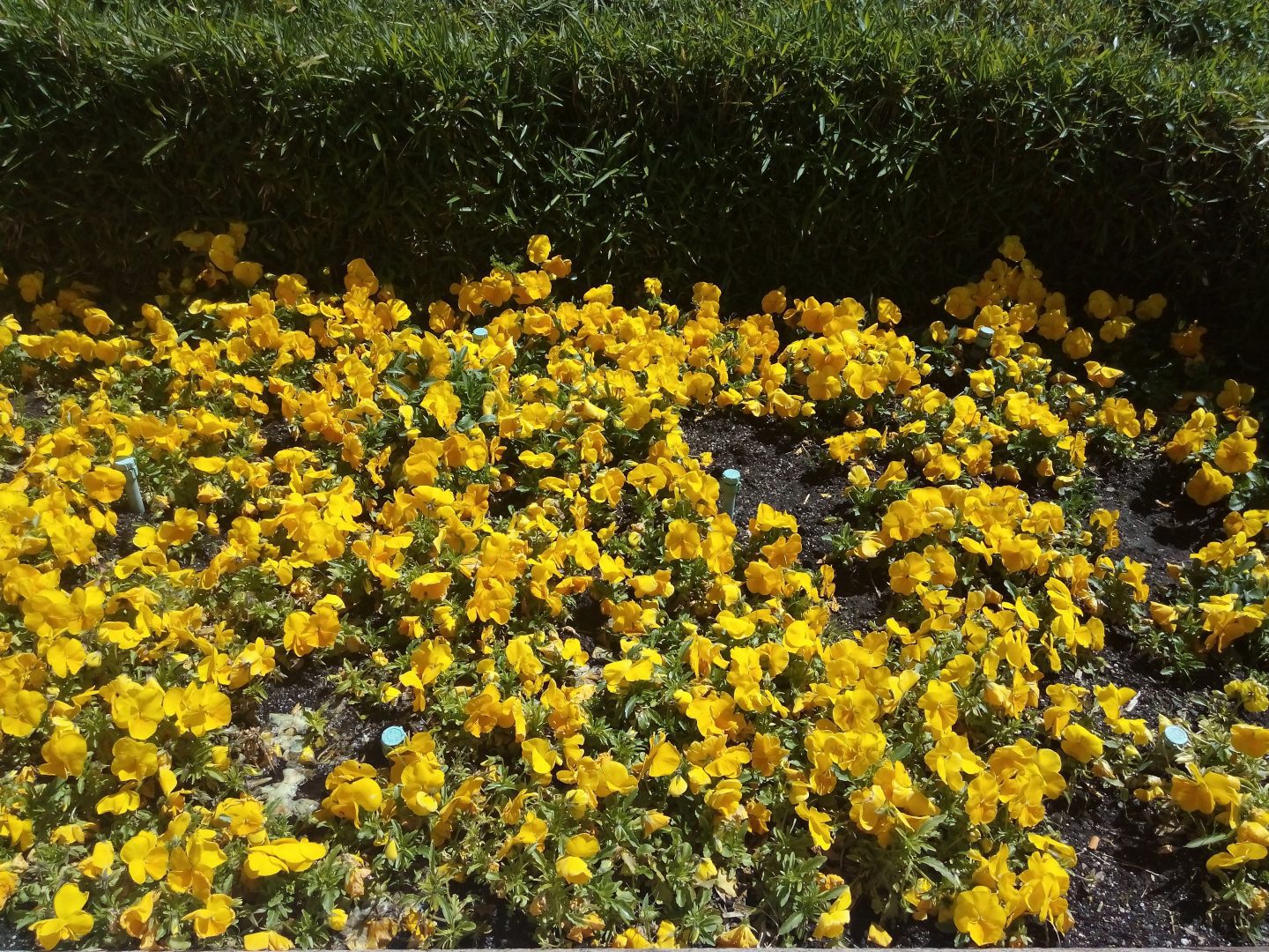 Wiko Pulp Fab, caracterísiticas, análisis, opinión y precio